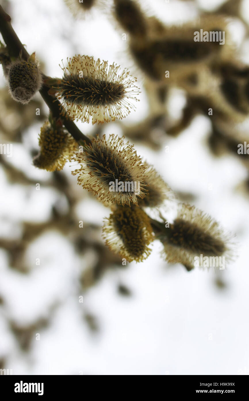 Pussy Willow Tree Stock Photo Alamy