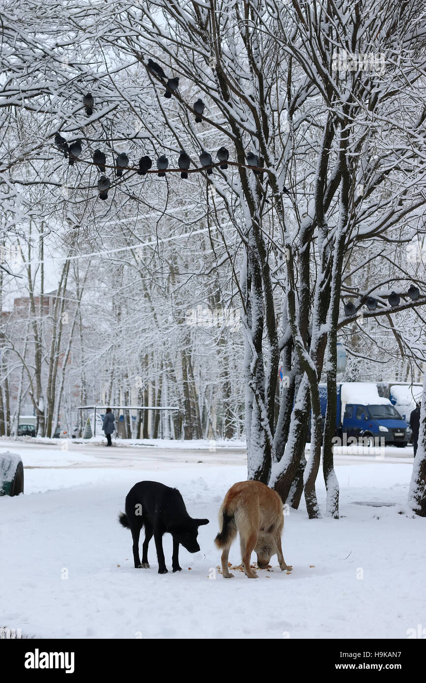 winter dog eat outdoor Stock Photo - Alamy