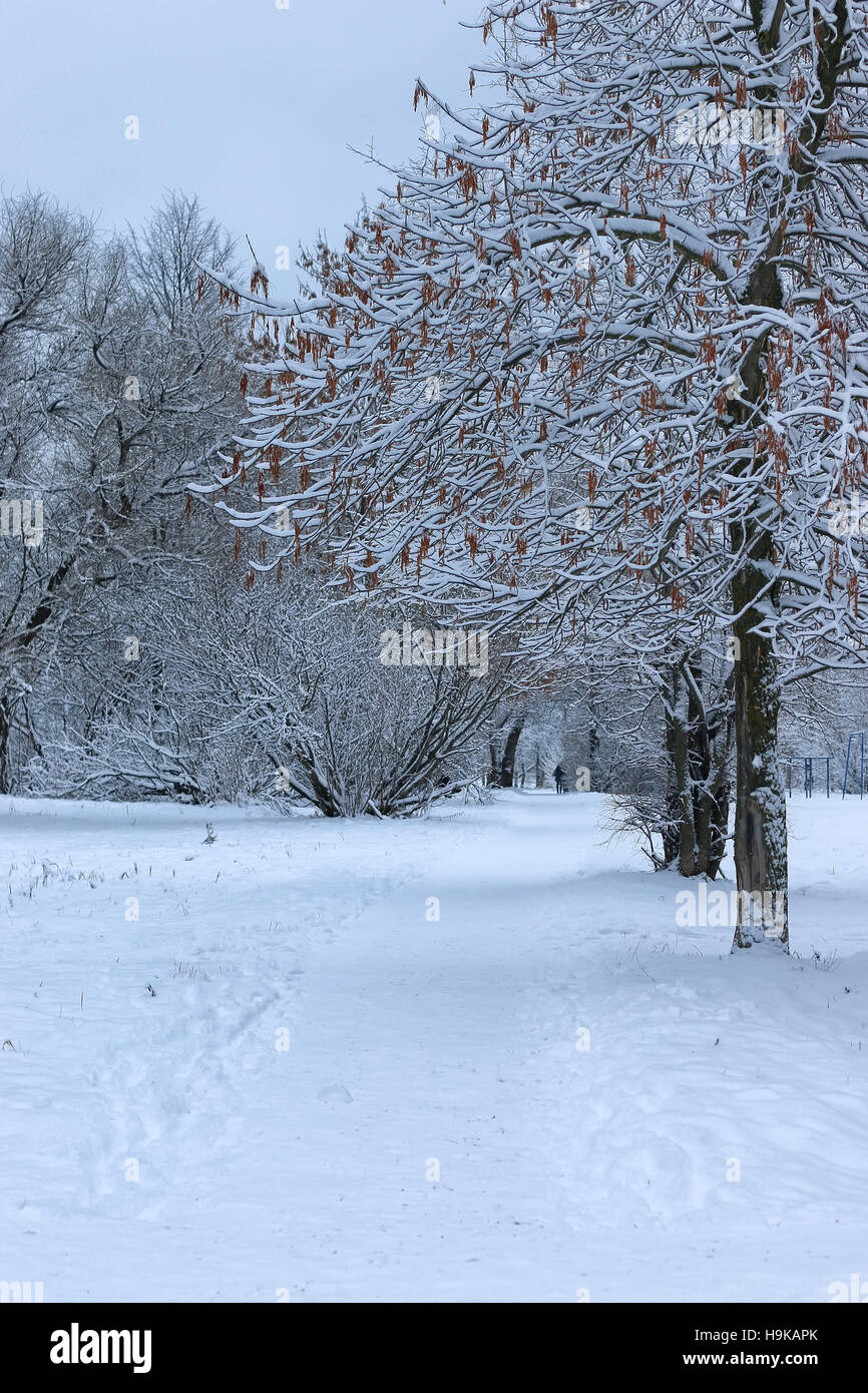 winter snow on tree PARK Stock Photo - Alamy