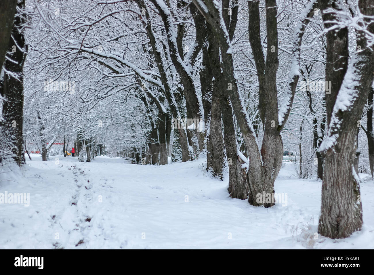 winter snow on tree PARK Stock Photo - Alamy