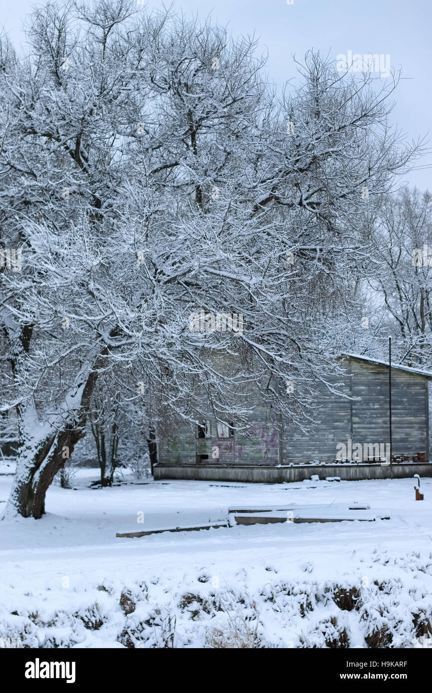 winter snow on tree PARK Stock Photo - Alamy