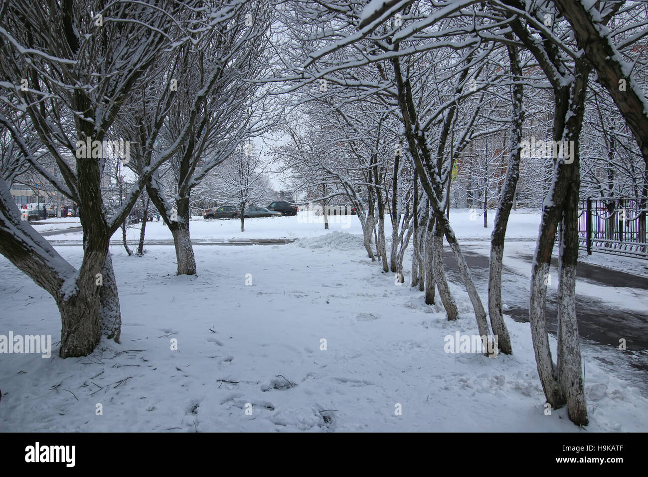 winter snow on tree PARK Stock Photo - Alamy