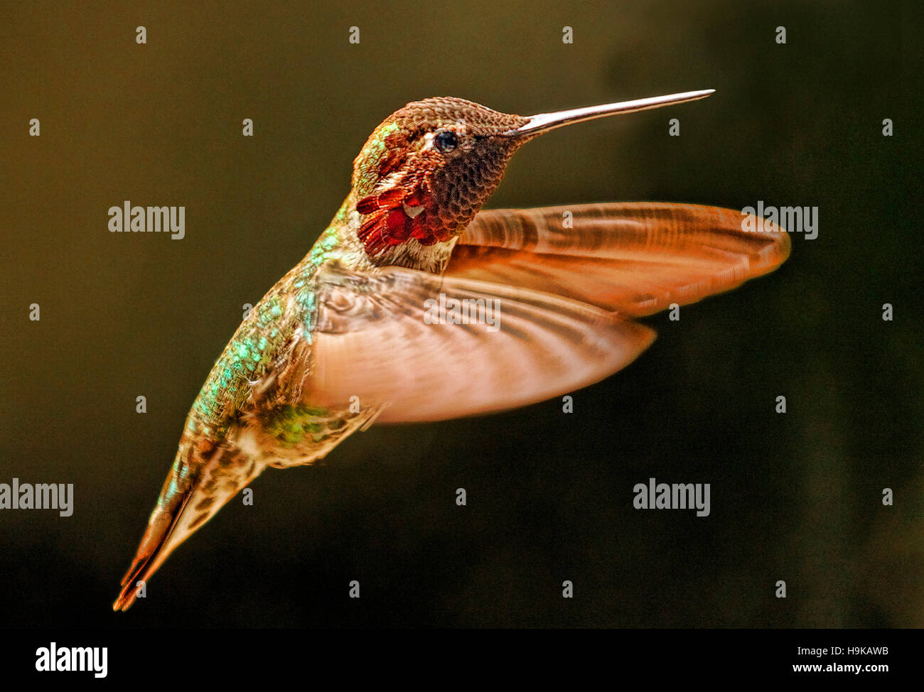 hummingbird in flight, side view Stock Photo - Alamy
