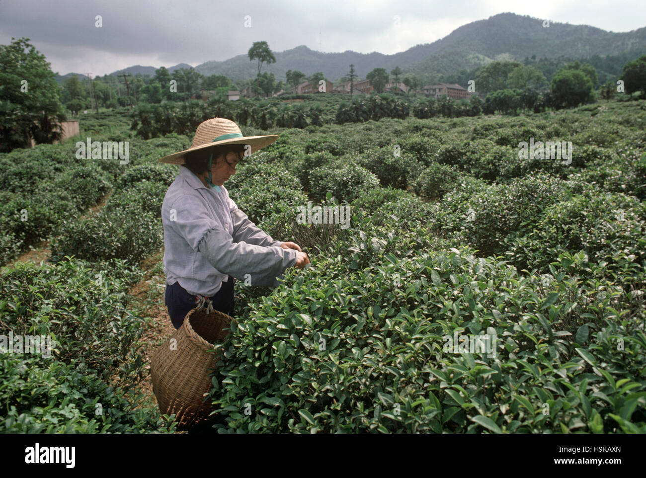 Chinese tea pickers, Hangzhou Tea Company plantation, Hangzhou ...