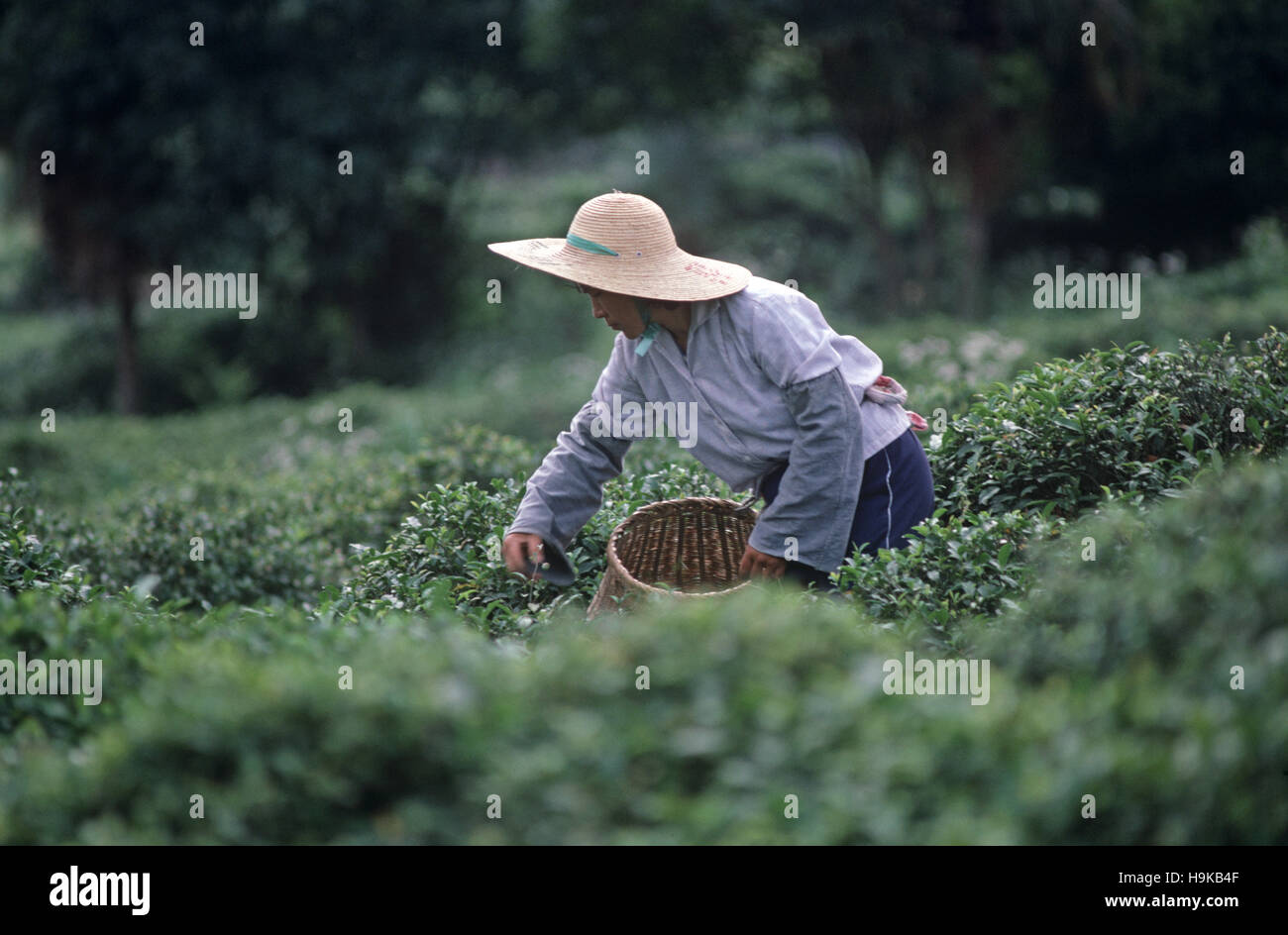 Chinese tea pickers, Hangzhou Tea Company plantation, Hangzhou ...