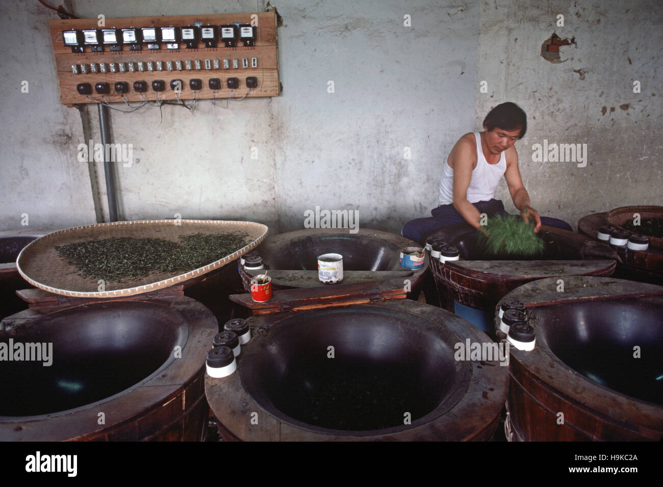 Drying green tea leaves, Hangzhou Tea Company, Hangzhou, Zhejiang ...