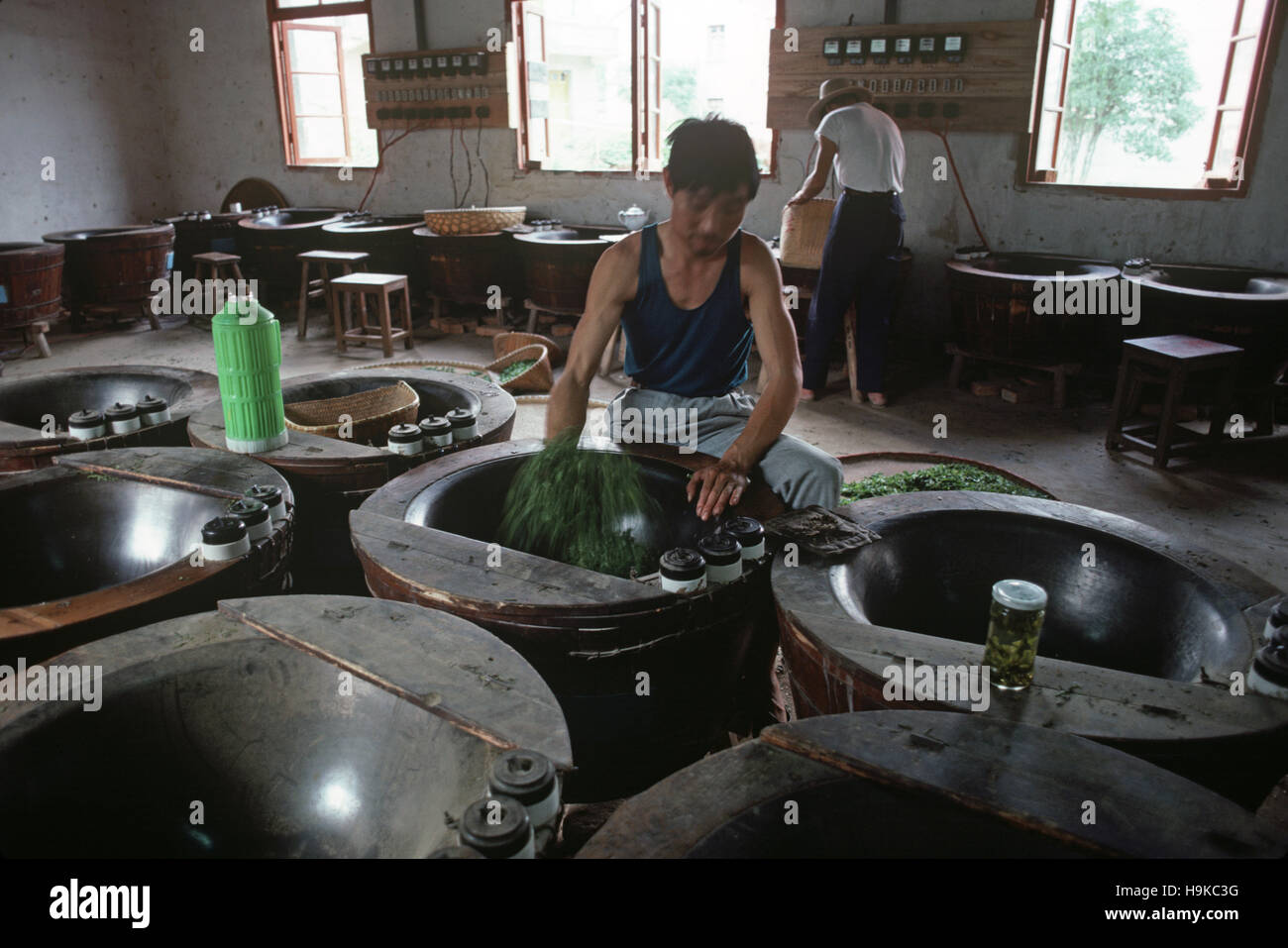 Drying green tea leaves, Hangzhou Tea Company, Hangzhou, Zhejiang ...