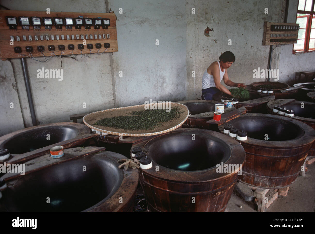 Drying green tea leaves, Hangzhou Tea Company, Hangzhou, Zhejiang ...