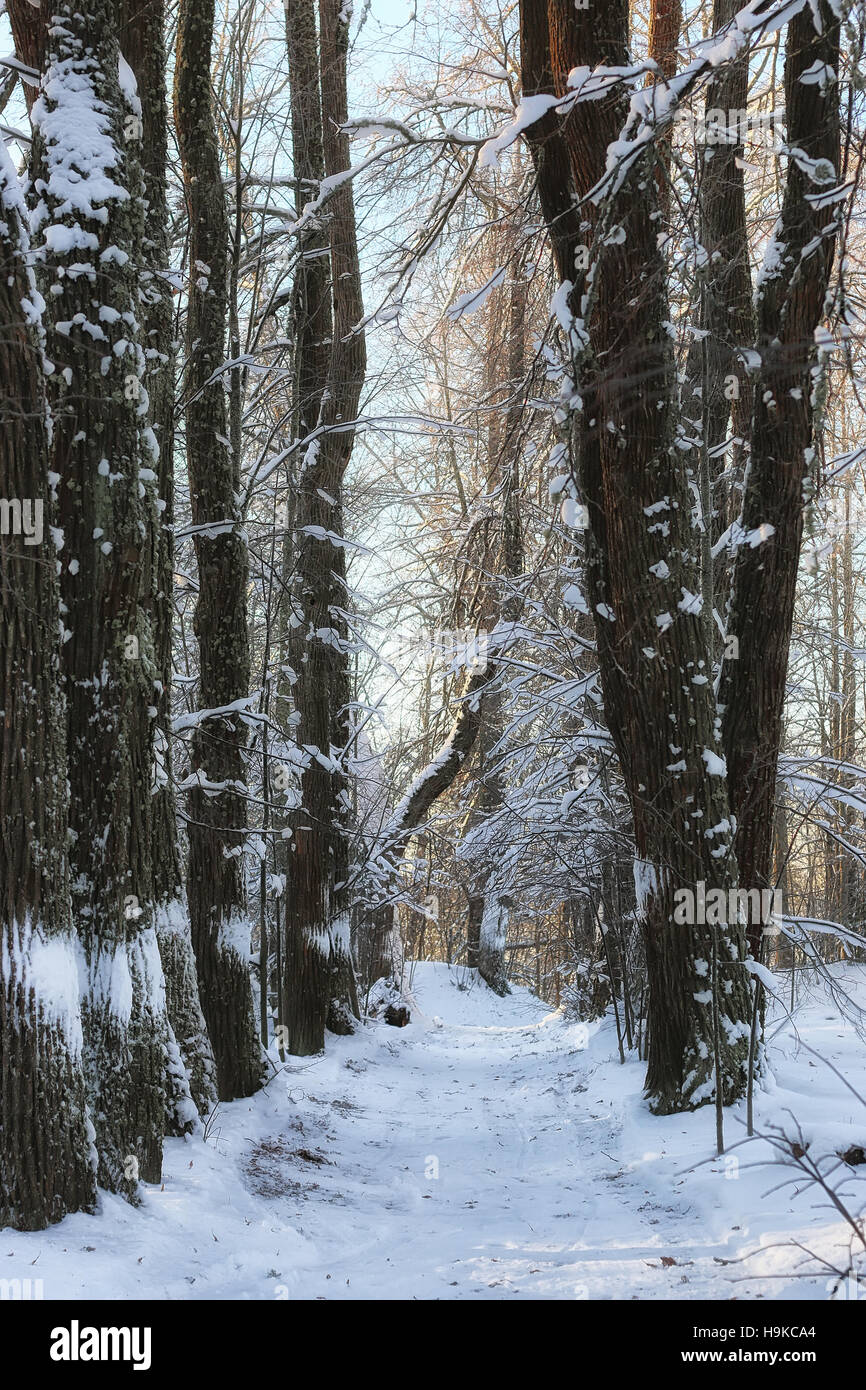 winter forest landscape sunlight snow Stock Photo - Alamy