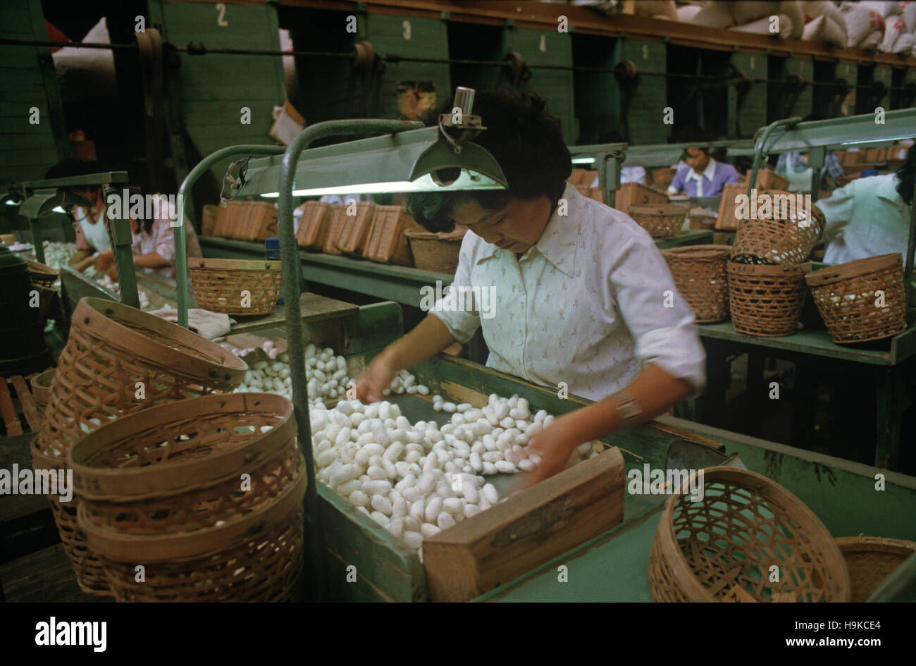 Sorting out the best silk cocoons in the Chinese Silk process, Hangzhou ...