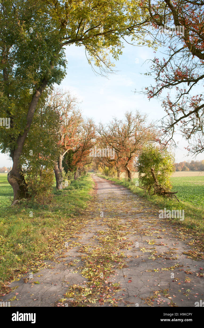 country lane lined with trees in fall, with colorful foliage Stock ...