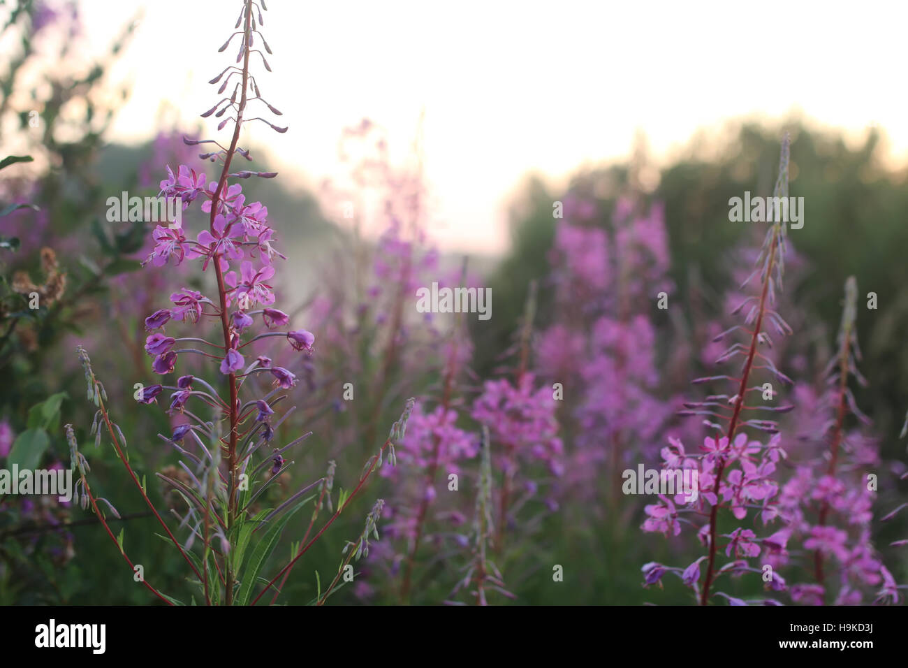 sunset flower fog Stock Photo - Alamy