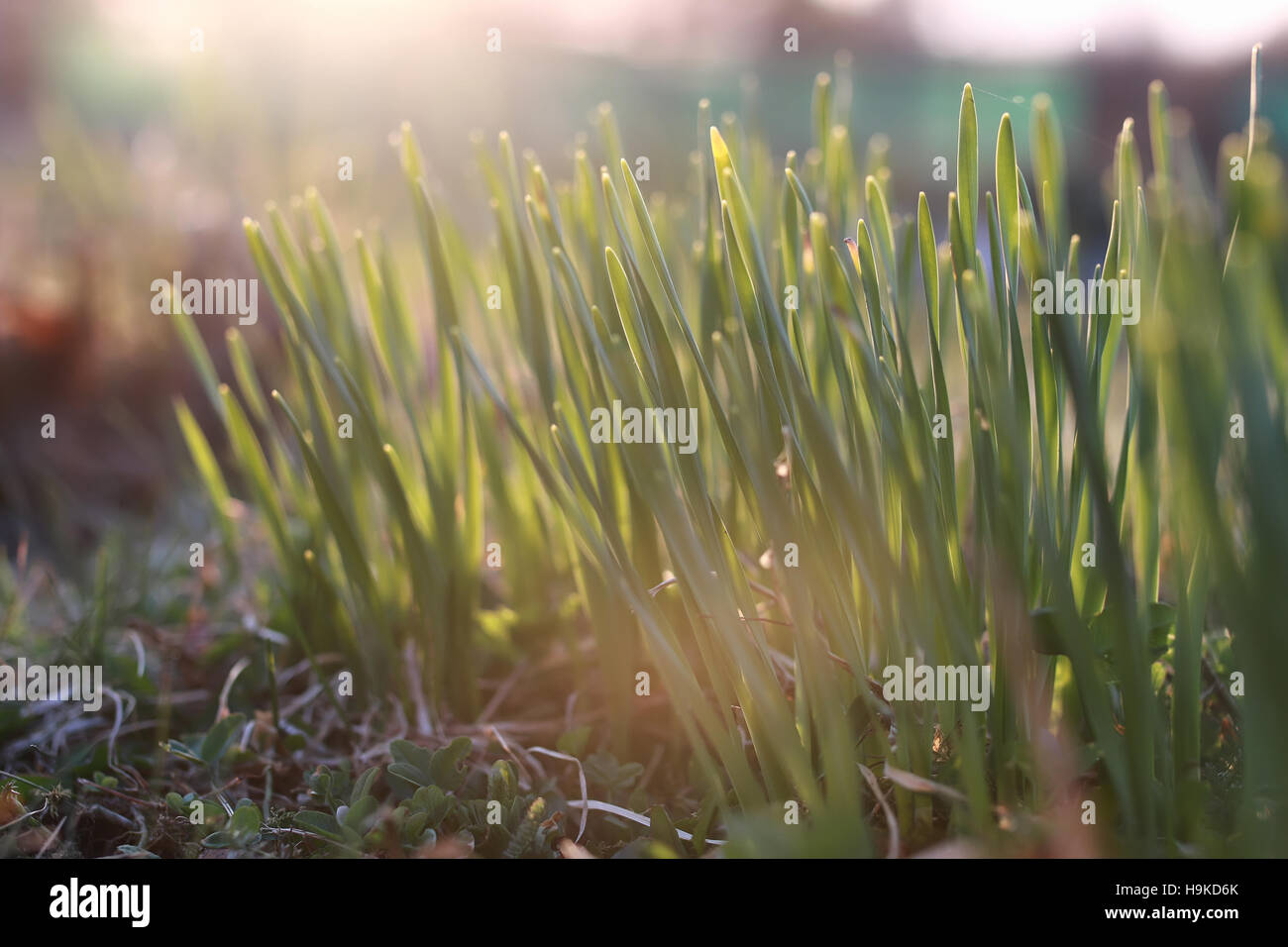 spring grass and flower Stock Photo - Alamy