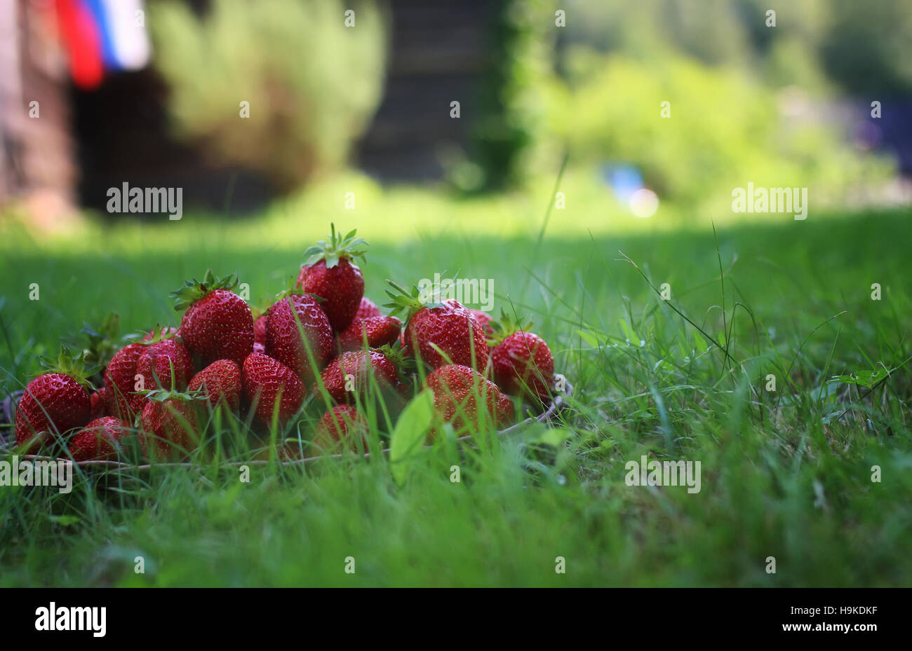 fresh strawberry outdoor Stock Photo - Alamy