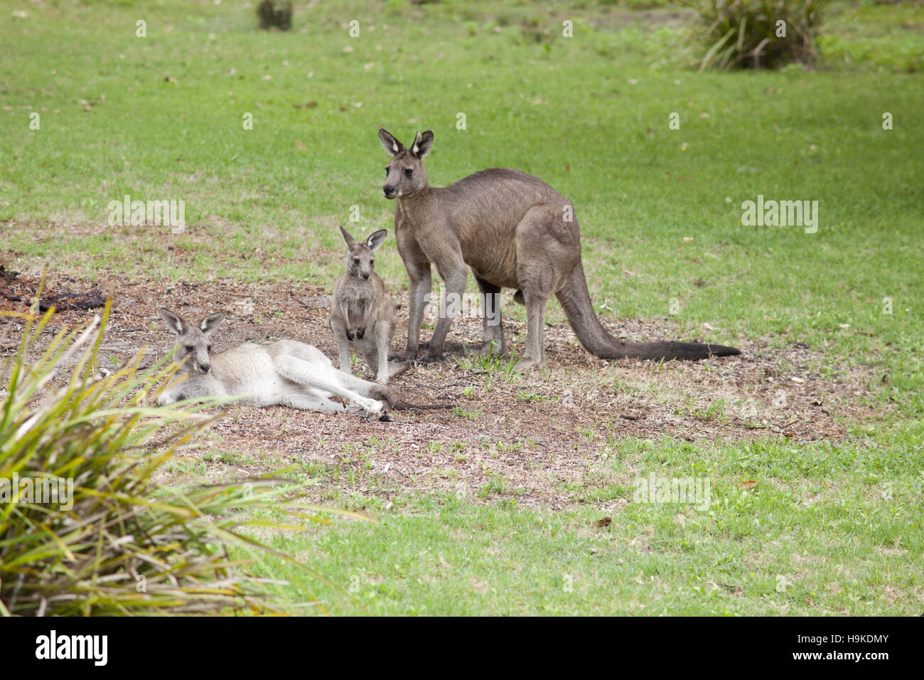 Kangaroo family hi-res stock photography and images - Alamy