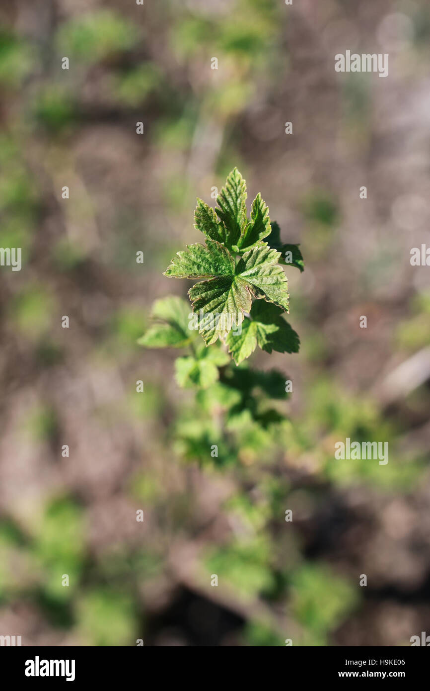 new life in spring brunch of tree Stock Photo - Alamy