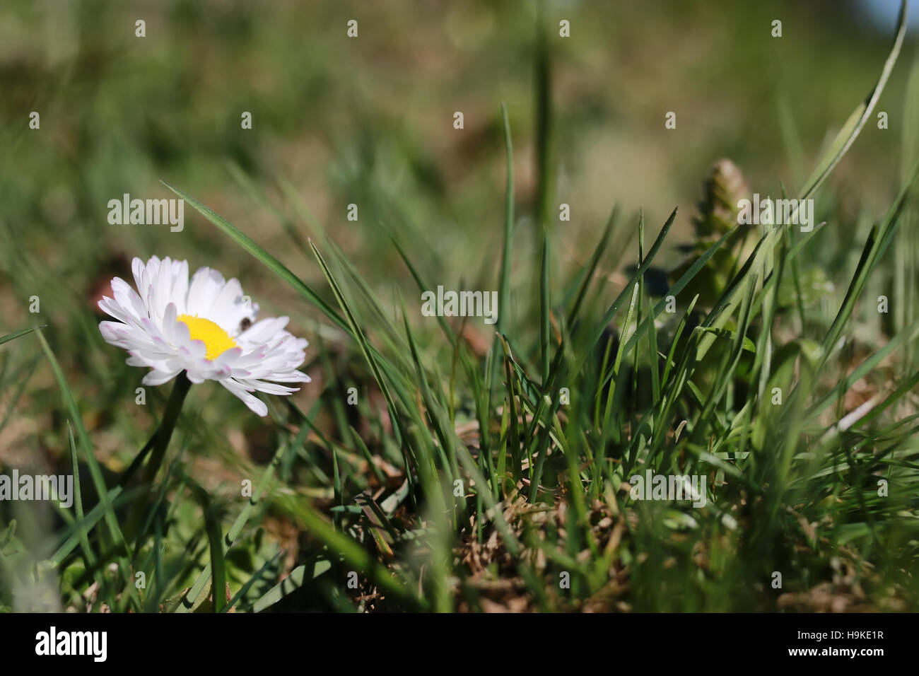 spring grass and flower Stock Photo - Alamy