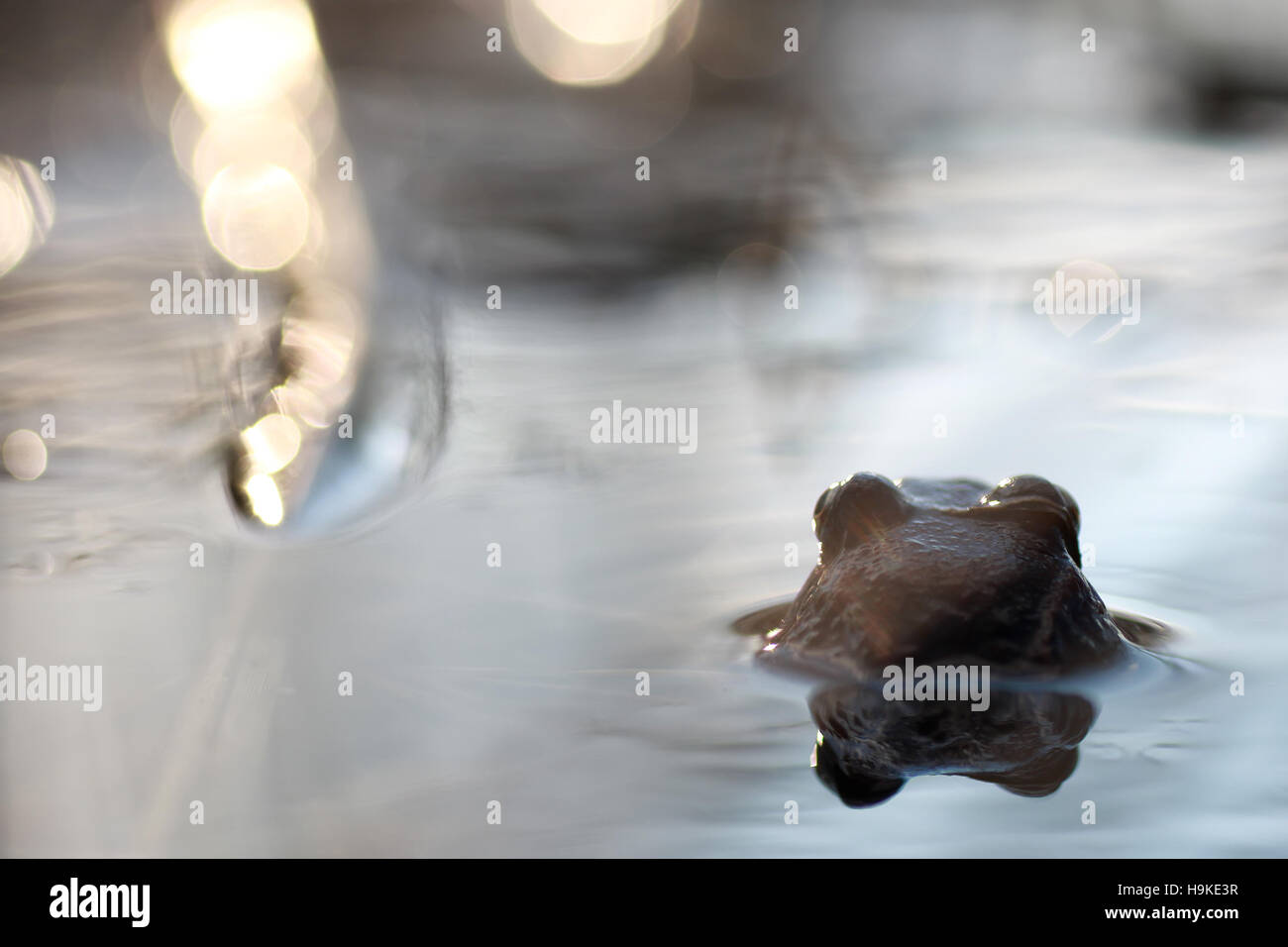 frog head back in water Stock Photo - Alamy