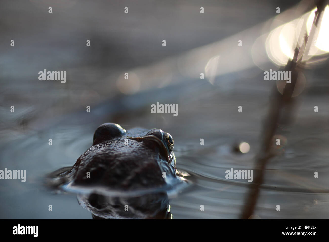 frog head back in water Stock Photo - Alamy