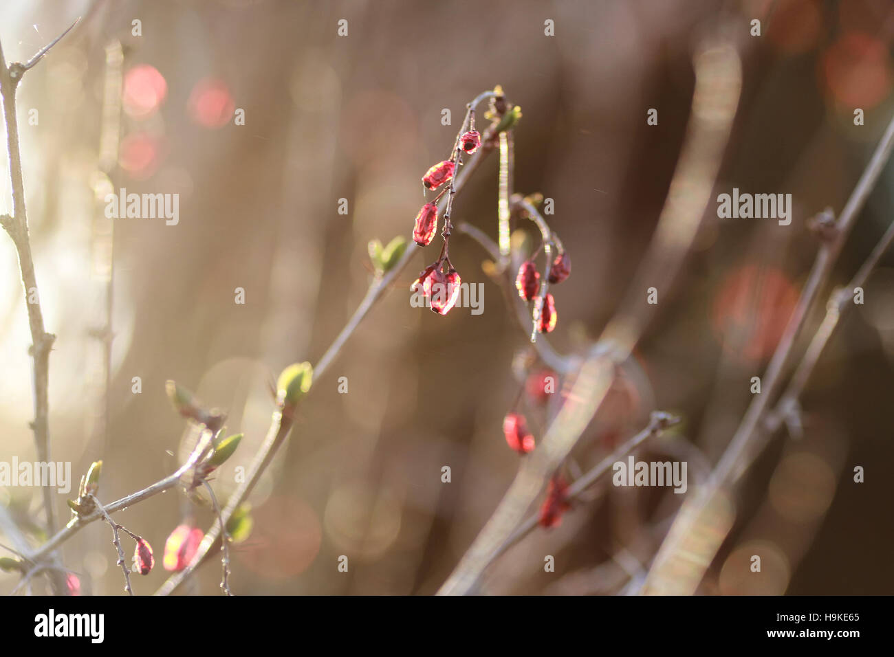 berry barberry at sunset Stock Photo - Alamy