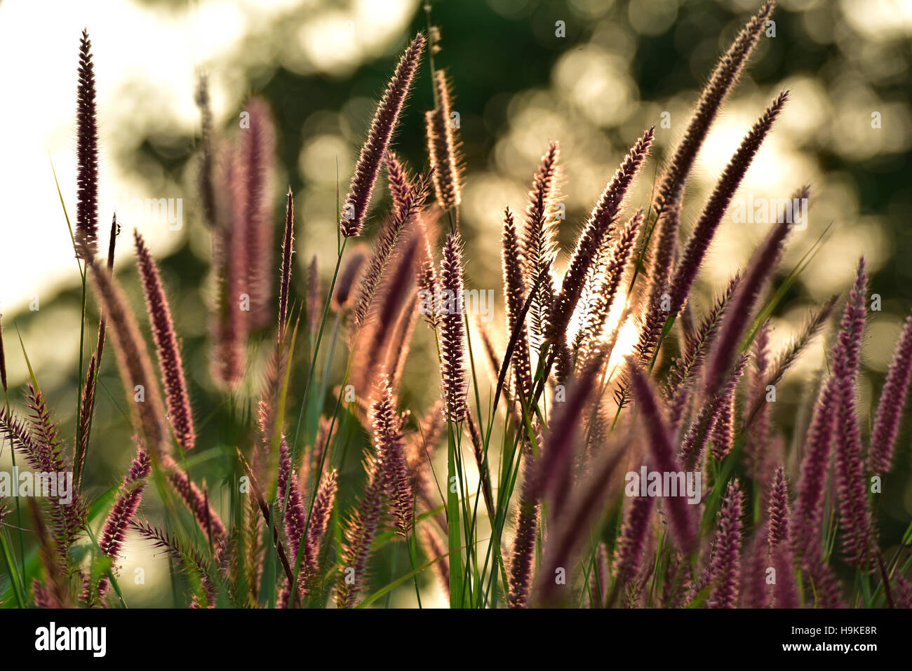 Dark pink grass hi-res stock photography and images - Alamy