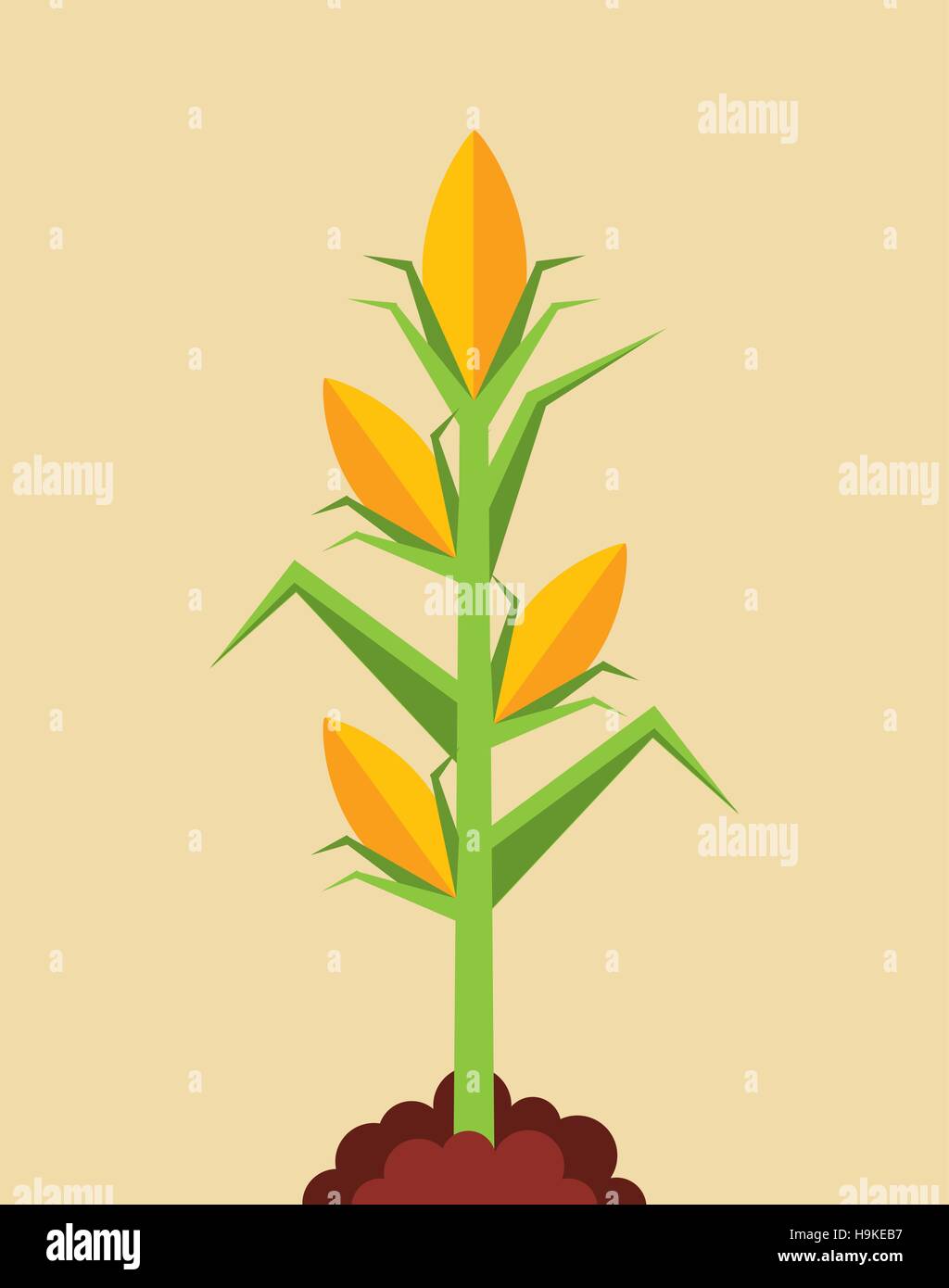 plant of corn growing. farm and agriculture concept. colorful design ...
