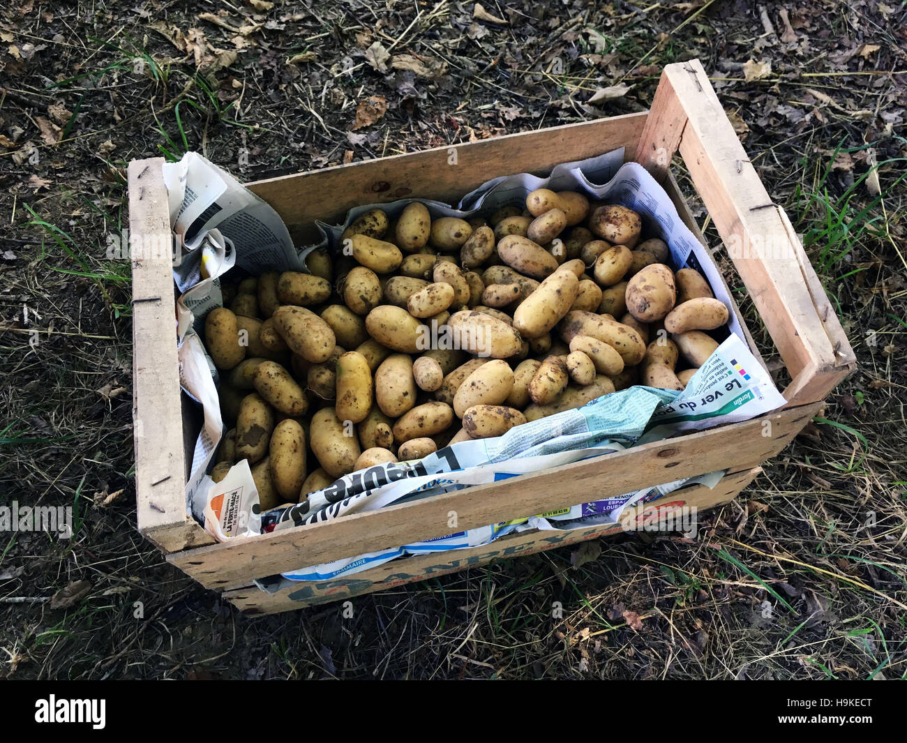 Better than potato hi-res stock photography and images - Alamy