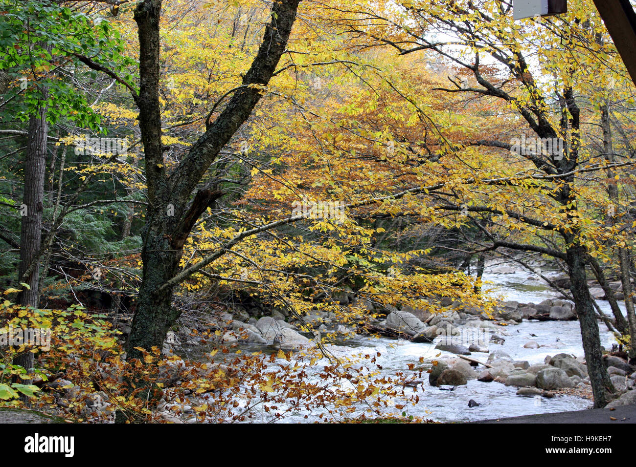 Flowing mountain stream nestled in a forest with fall foliage at the ...
