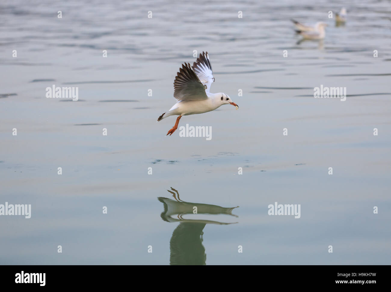A black-headed Gull is flying in the sky Stock Photo - Alamy