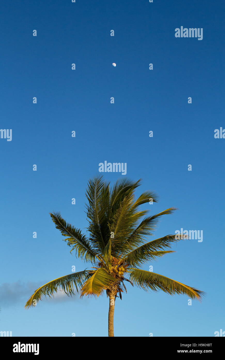 Moon above Palm Tree Stock Photo - Alamy