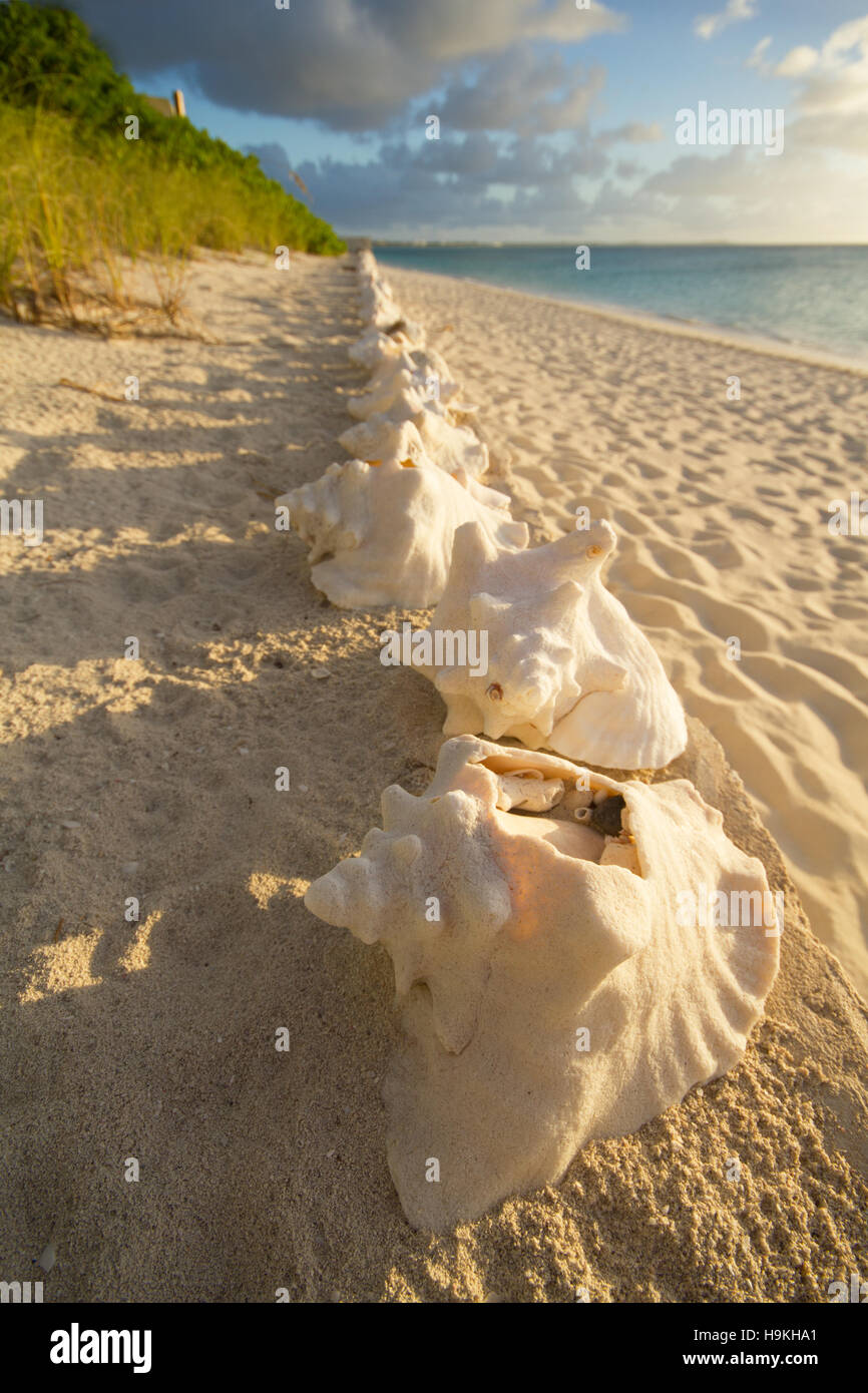 Conch Shells at Pelican Beach, Turks and Caicos Island Stock Photo - Alamy