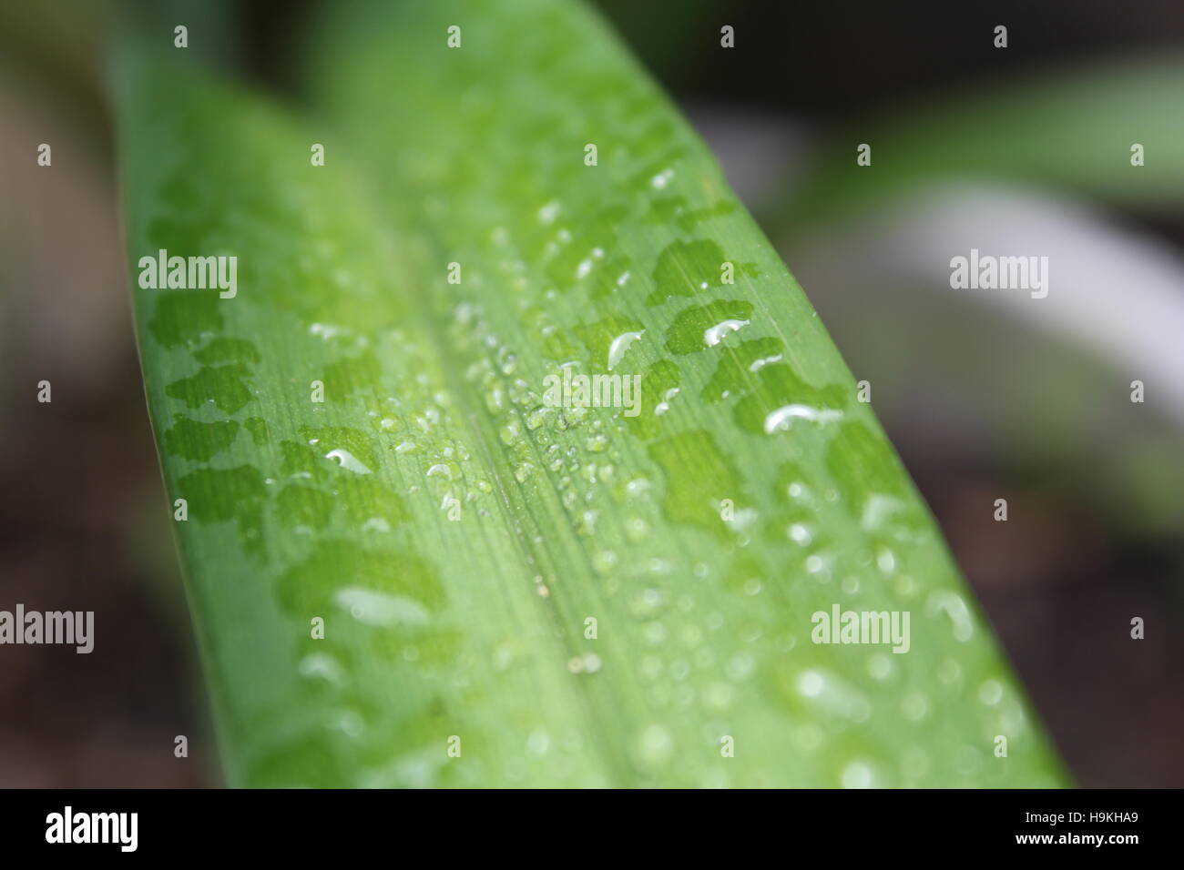 Tiger Lily Leaf with Water Drops Stock Photo - Alamy