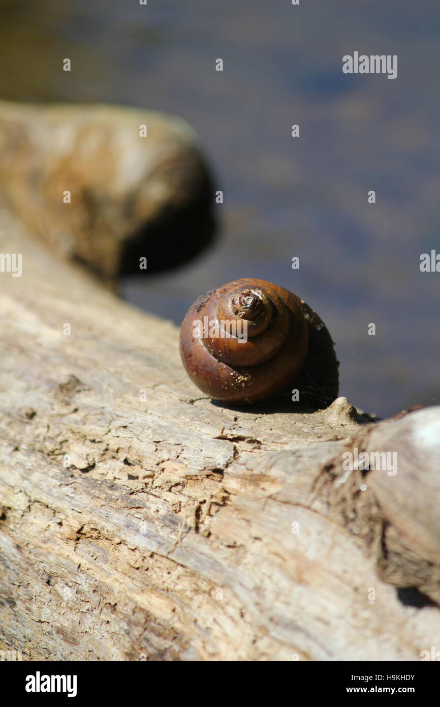 Close up of a shell in Loch Raven Reservoir Stock Photo - Alamy