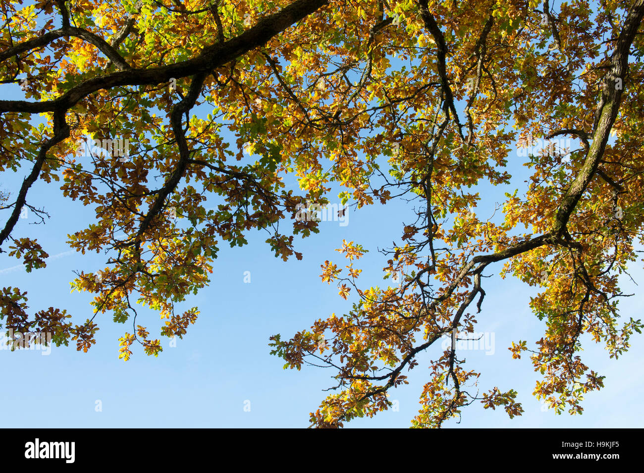 Quercus robur. Autumn Oak Trees in the English countryside Stock Photo ...