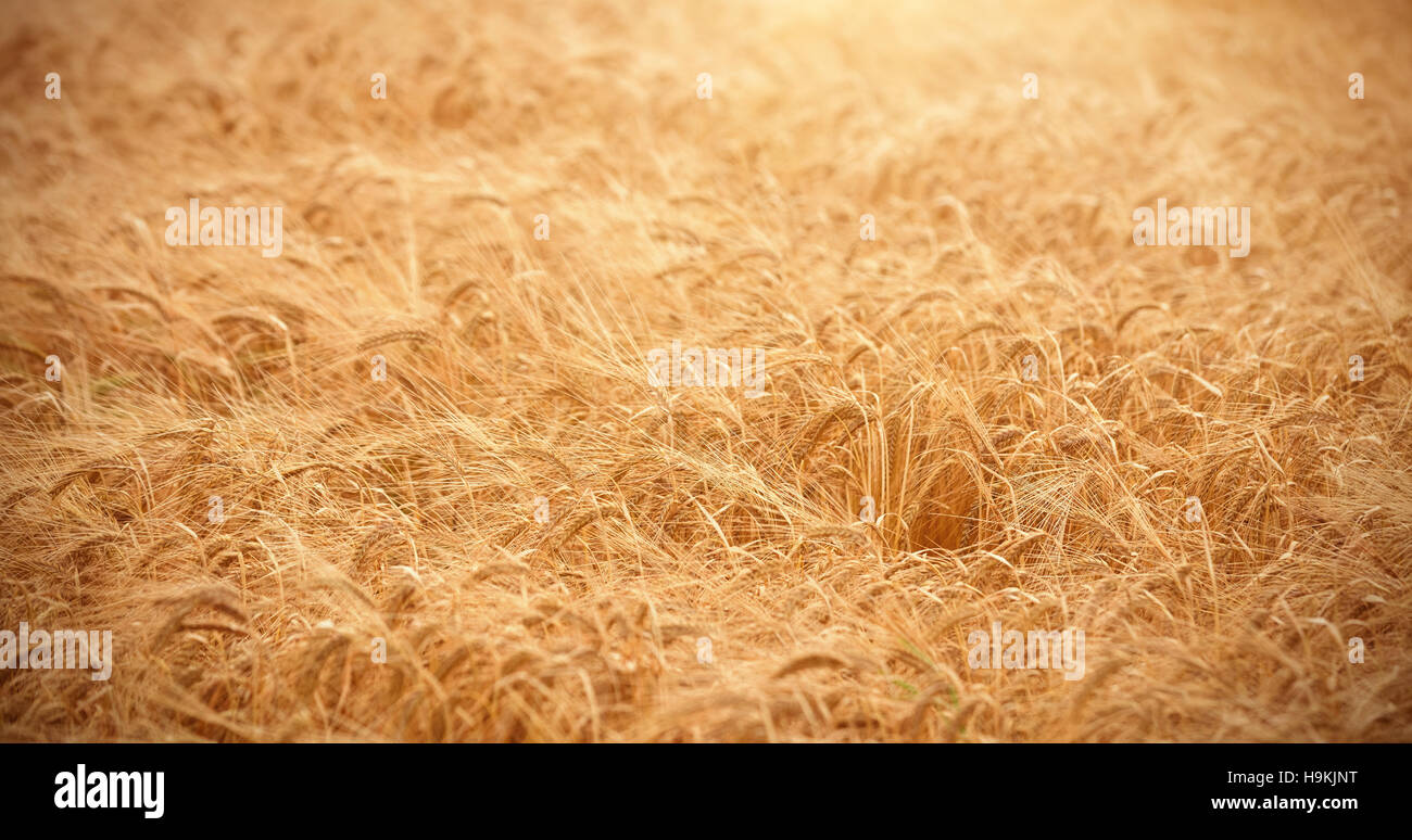 Golden field hi-res stock photography and images - Alamy