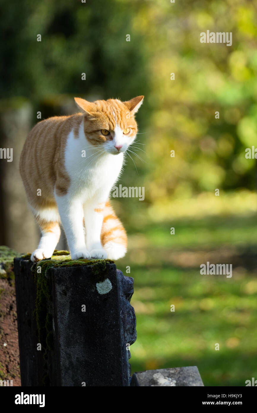 Animal grave hi-res stock photography and images - Alamy