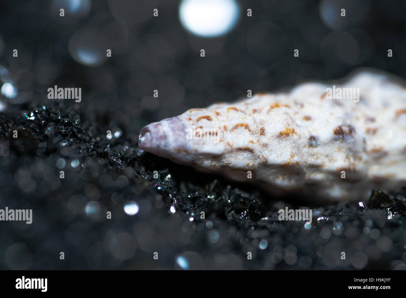 Shell on black hi-res stock photography and images - Alamy