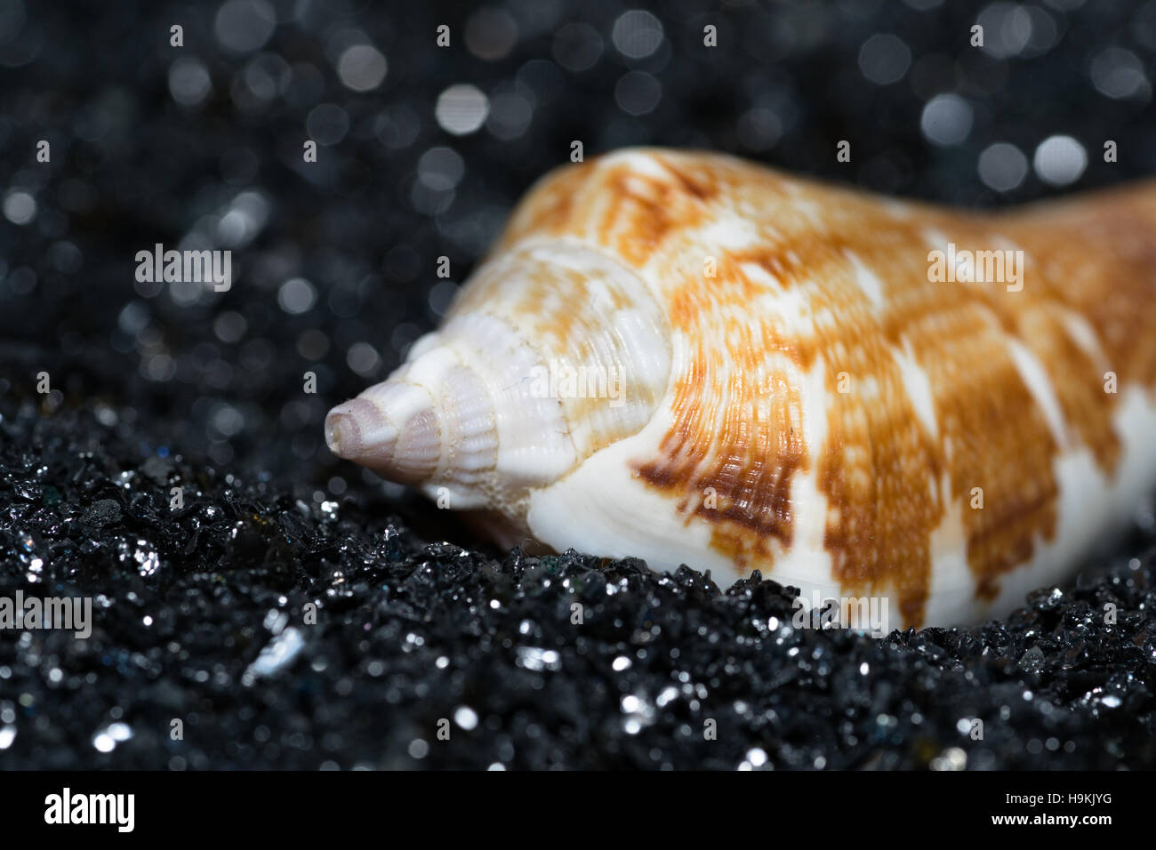 Black Snail High Resolution Stock Photography and Images - Alamy