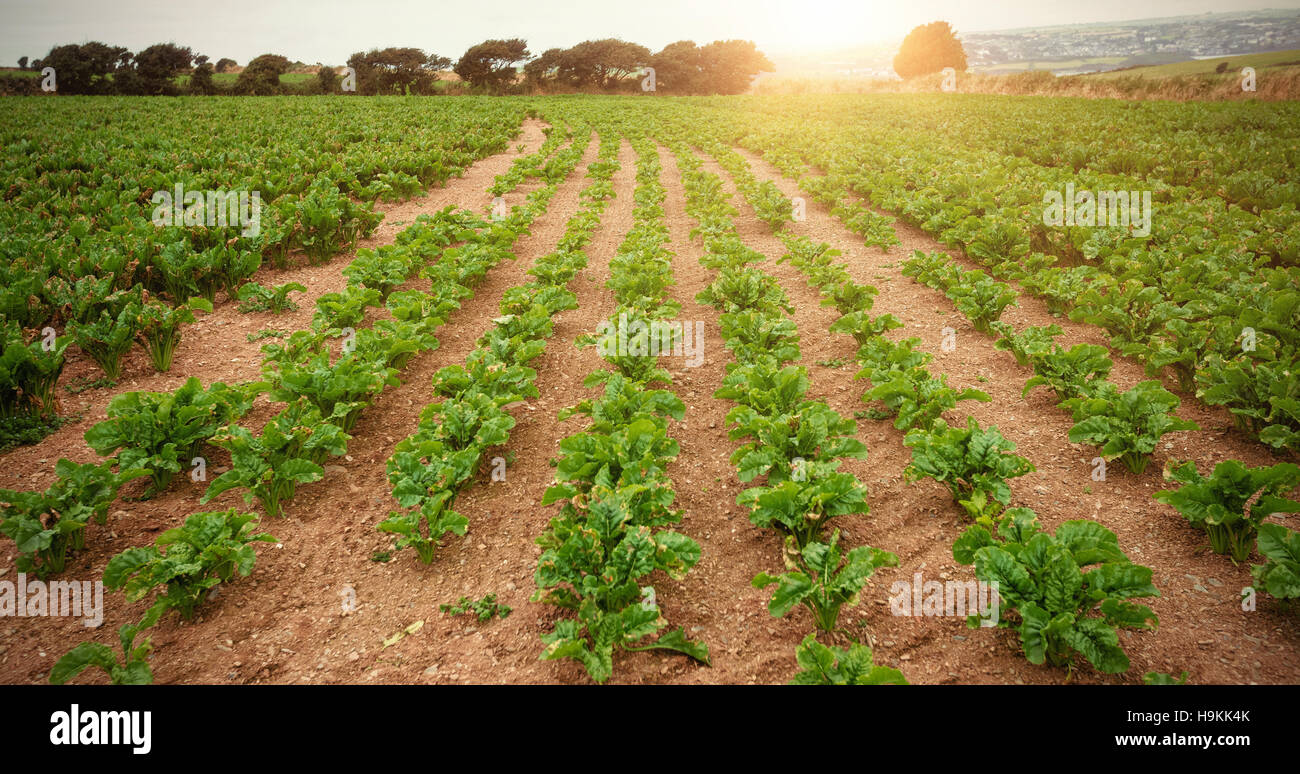 Green plantation on field Stock Photo - Alamy