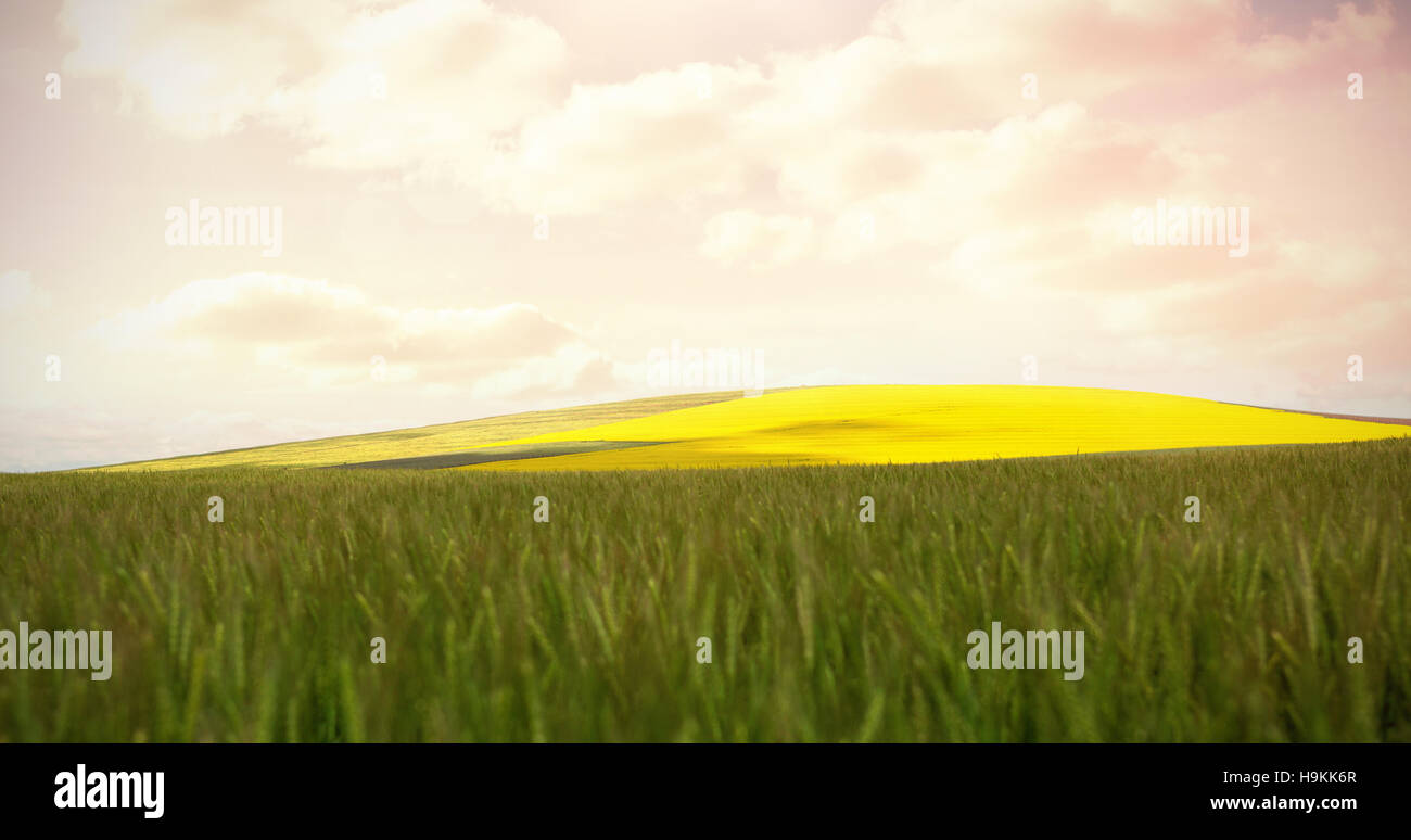 Wheat scenic hi-res stock photography and images - Alamy