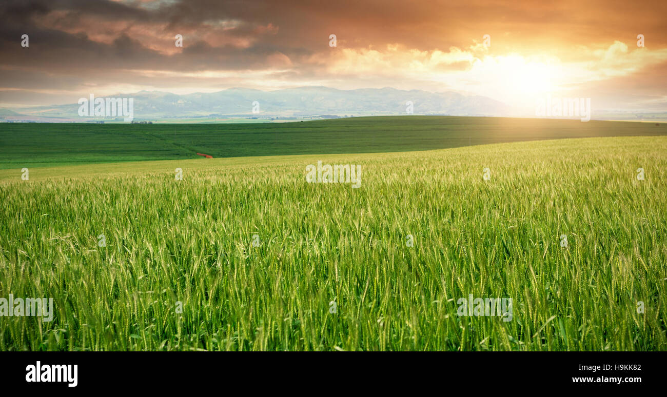 Green beautiful wheat field Stock Photo - Alamy