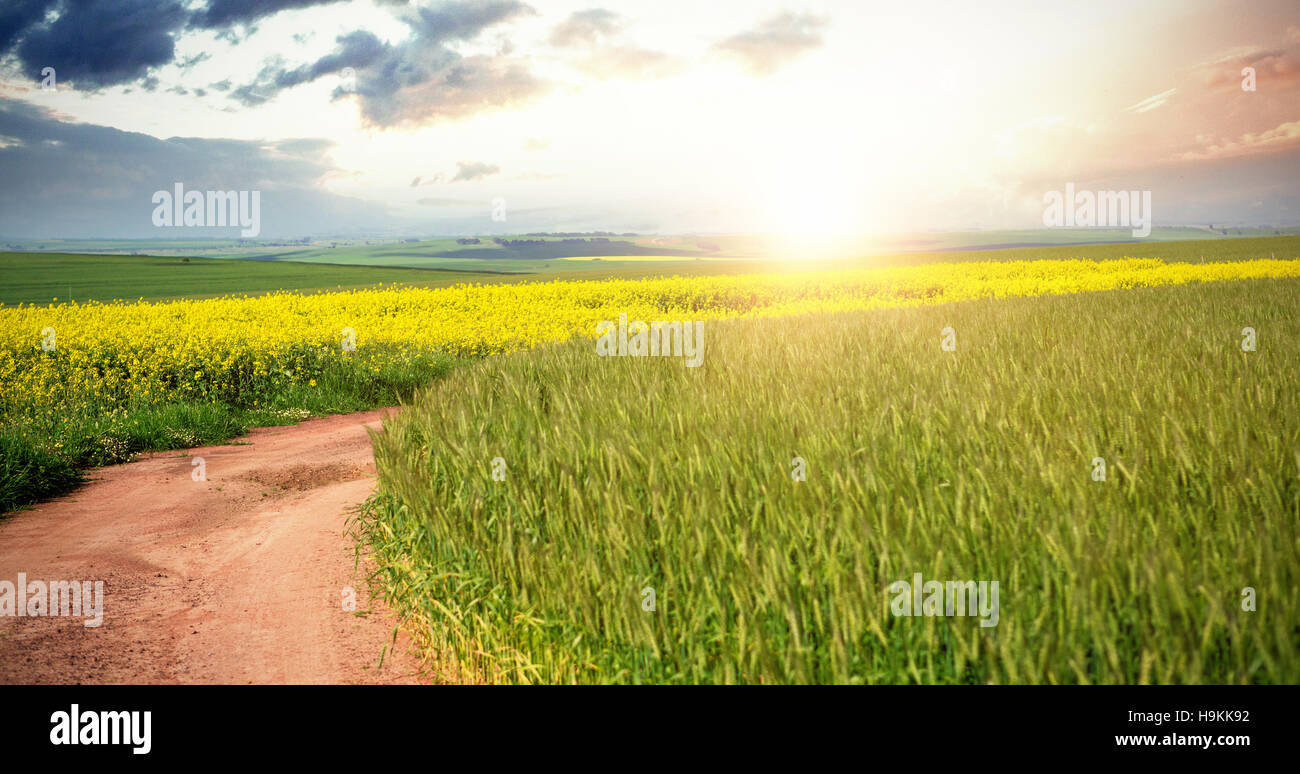 Scenic view of empty path passing through fields Stock Photo - Alamy