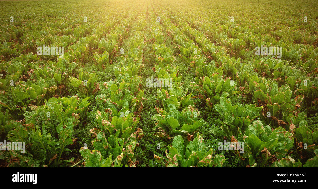 Green plantation hi-res stock photography and images - Alamy