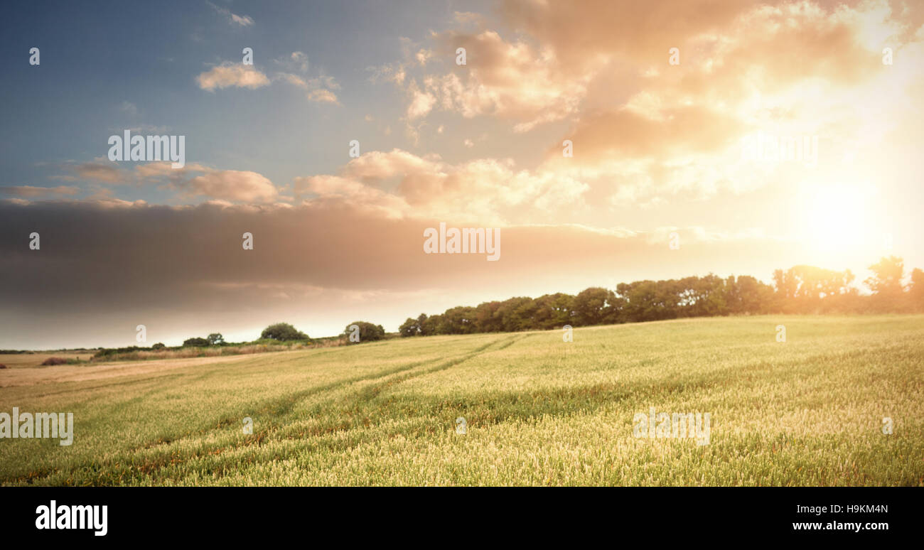 Farmer inspecting ripe wheat hi-res stock photography and images - Alamy