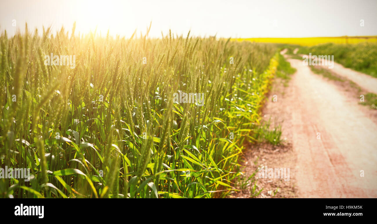 Empty path passing through fields Stock Photo - Alamy