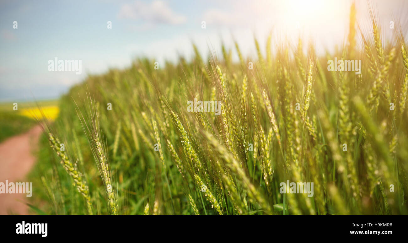 Close up of beautiful wheat field Stock Photo - Alamy