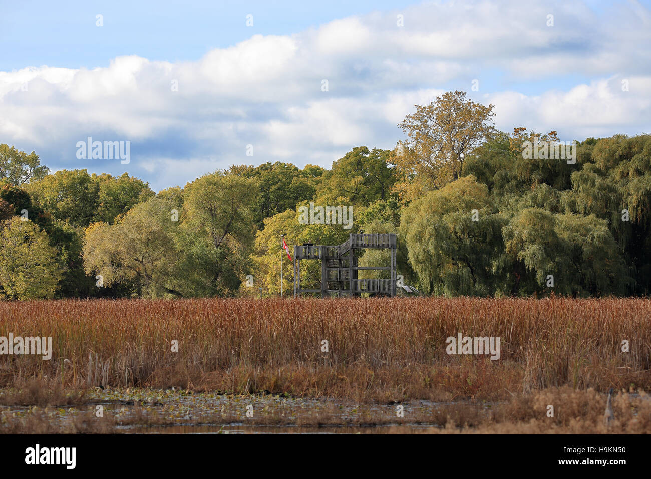 Marsh in autumn with reeds and willows on a cloudy day Stock Photo - Alamy