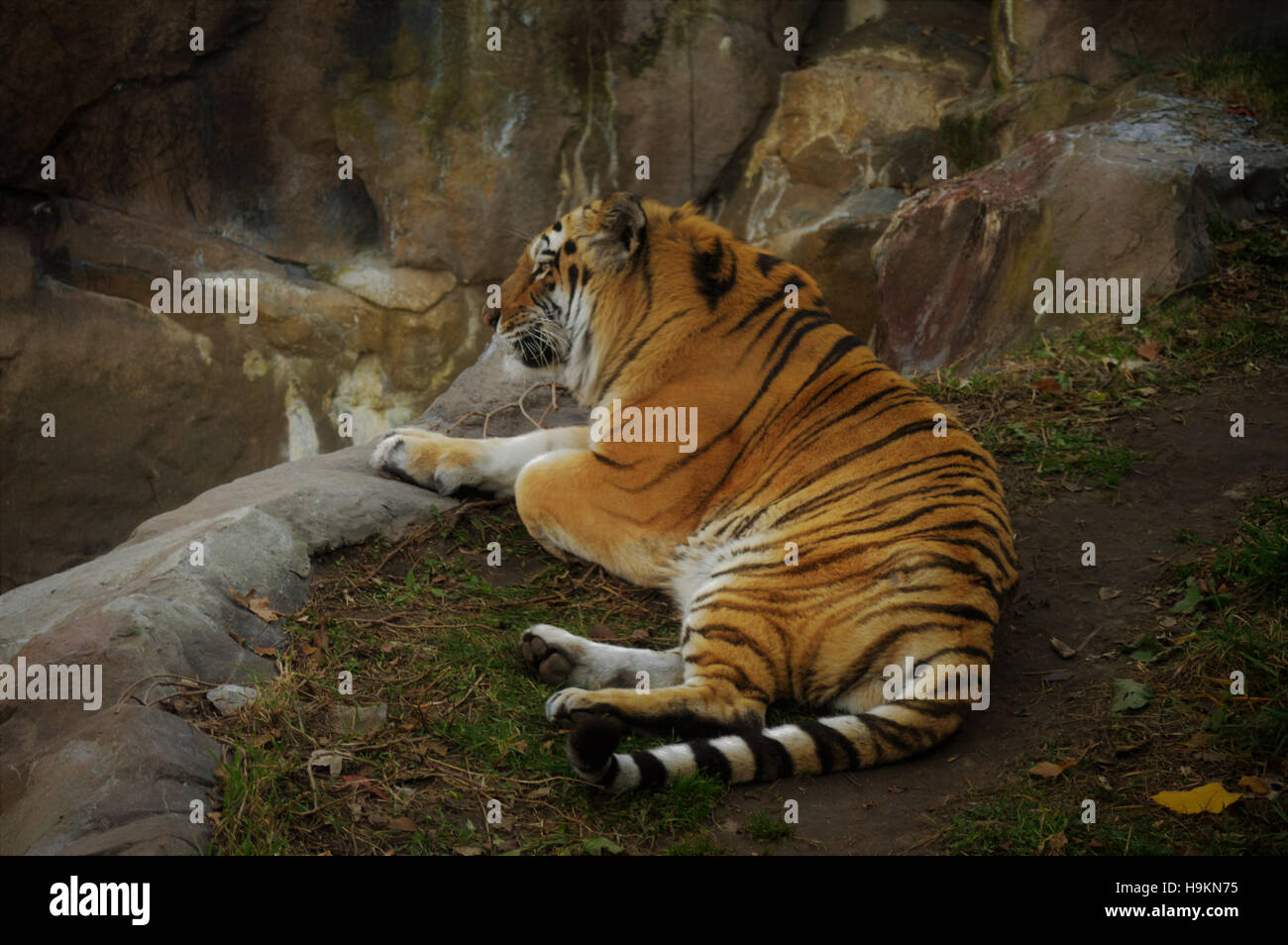 Tiger laying down hi-res stock photography and images - Alamy