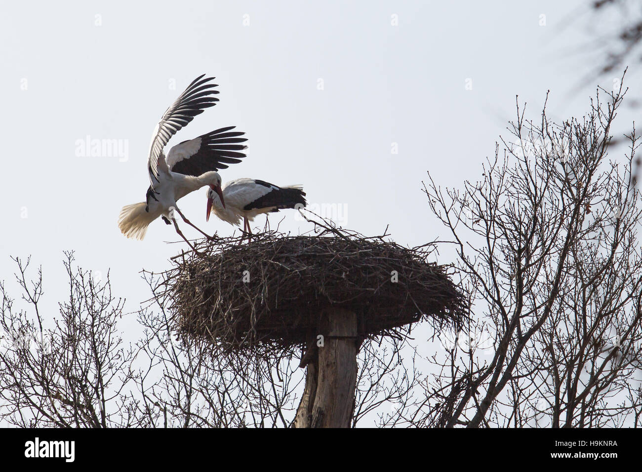 Stork arriving hi-res stock photography and images - Alamy