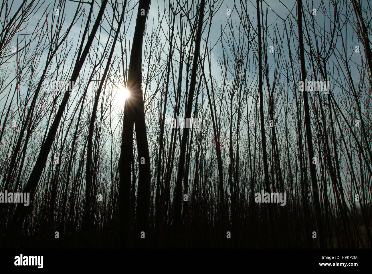 Coppicing willow hi-res stock photography and images - Alamy